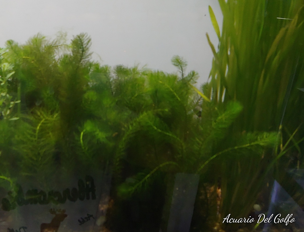 Planta Cola de Angora (Myriophillum hippuroides) | Acuario del Golfo ...